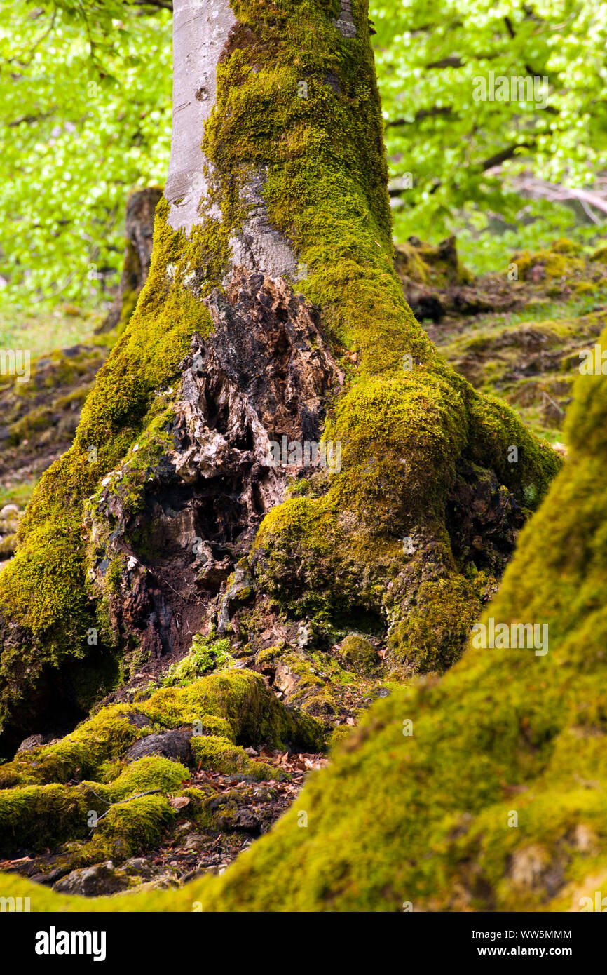 Mossy tree root hi-res stock photography and images - Alamy