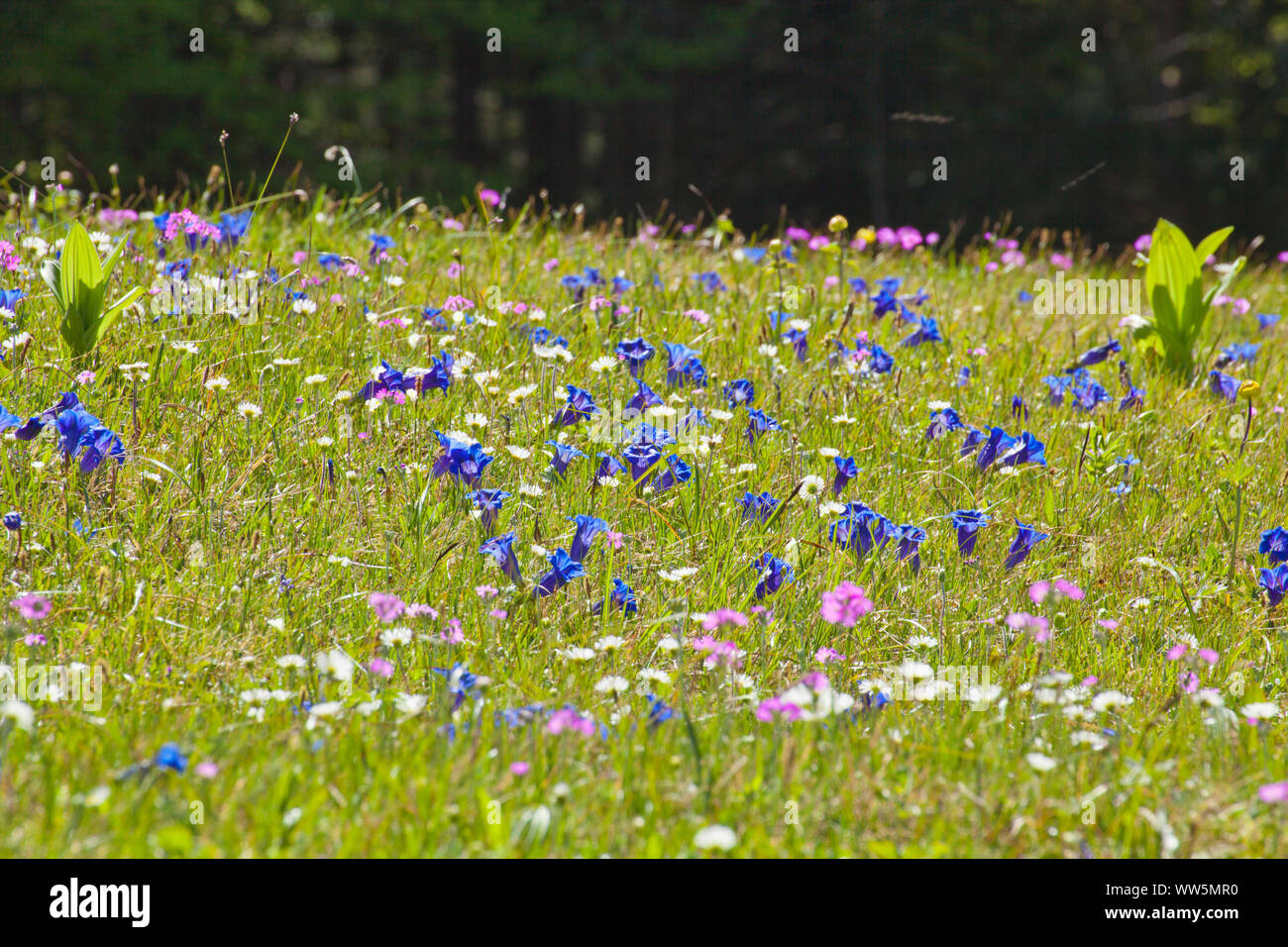 coloured spring meadow with blue gentian Stock Photo - Alamy