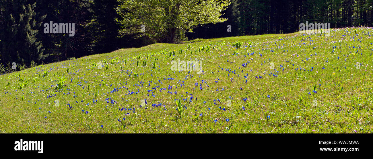 Coloured spring meadow with blue gentian hi-res stock photography and ...