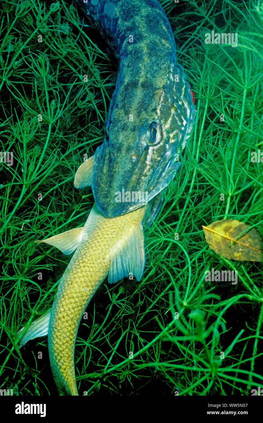 Pike eating barbel, Esox lucius, Baden-Wuerttemberg, Germany Stock ...