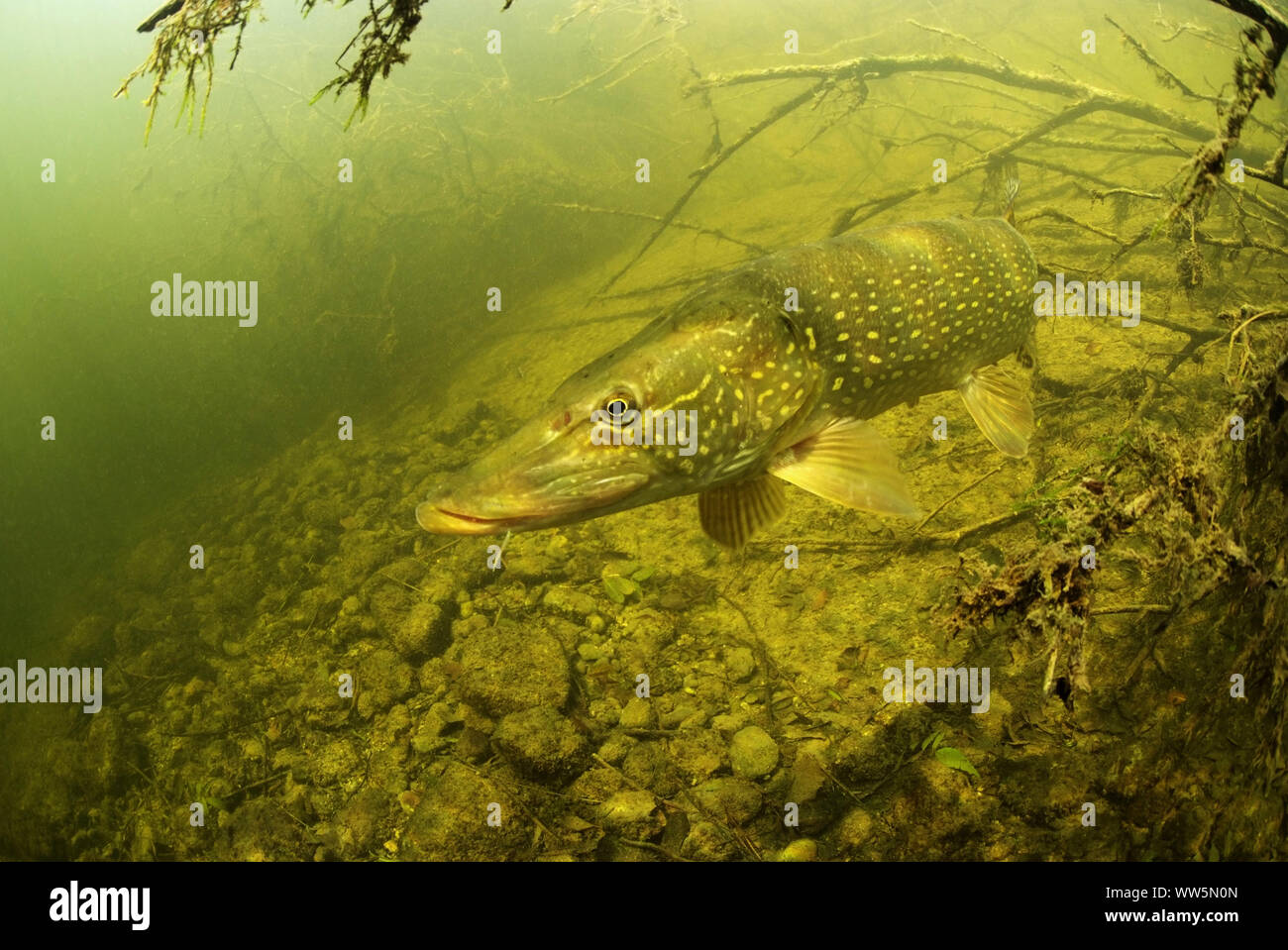 Pike in the Traun, river pike, Esox lucius Stock Photo - Alamy