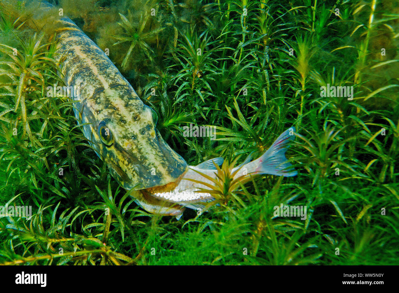 Pike eating fish hi-res stock photography and images - Alamy