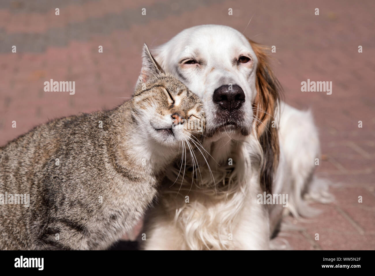 dog and cat playing together Stock Photo - Alamy