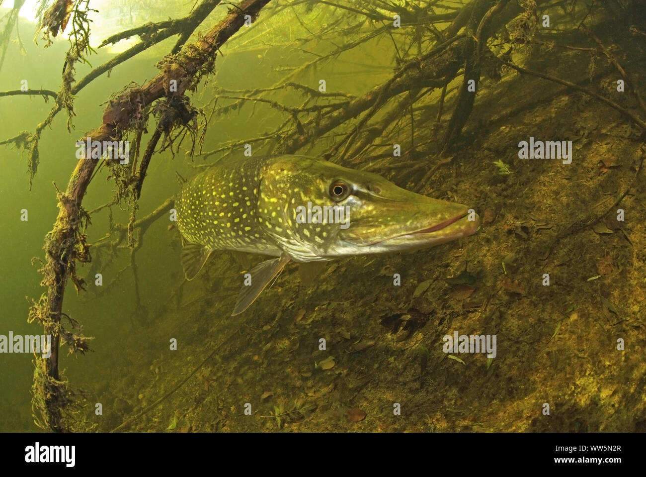 Bone pike hi-res stock photography and images - Alamy