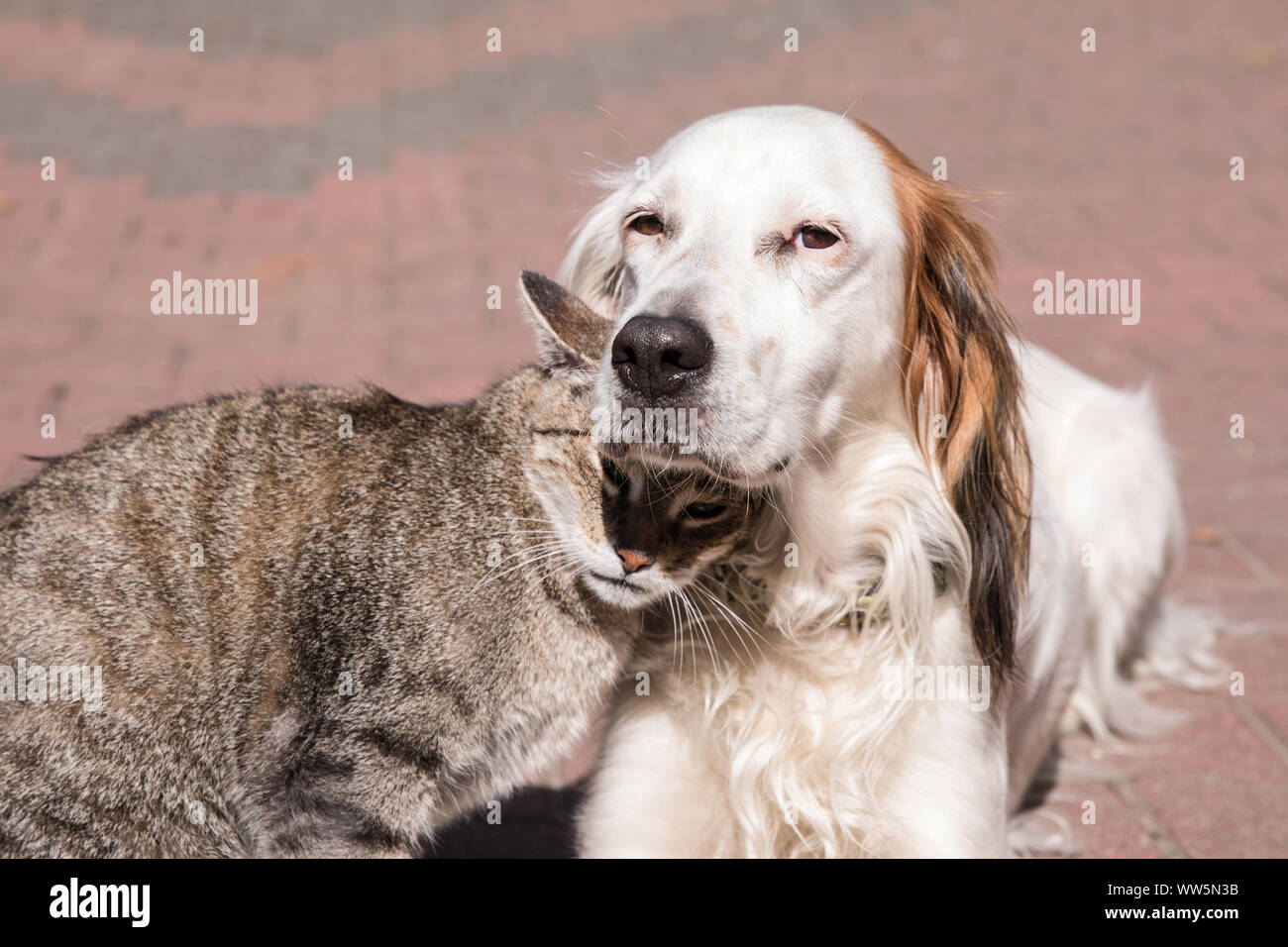 dog and cat playing together Stock Photo - Alamy
