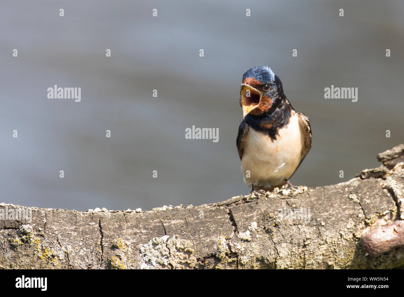 White single bar on wings hi-res stock photography and images - Alamy