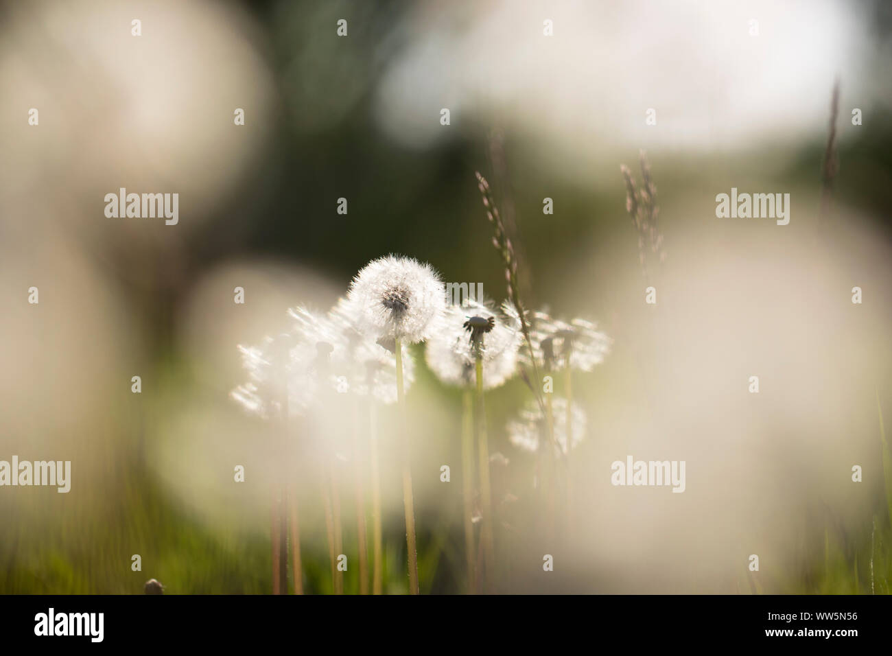 Dandelion Blowing Birds