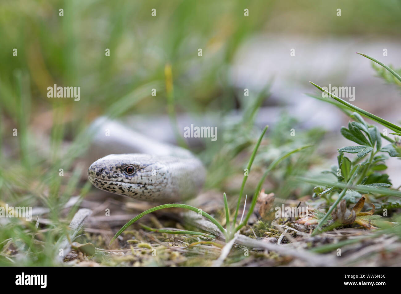 Blind worm blindworm hi-res stock photography and images - Alamy