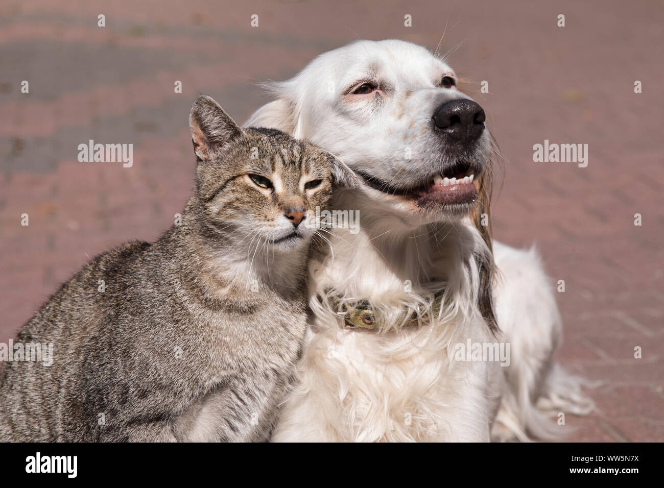 dog and cat playing together Stock Photo - Alamy