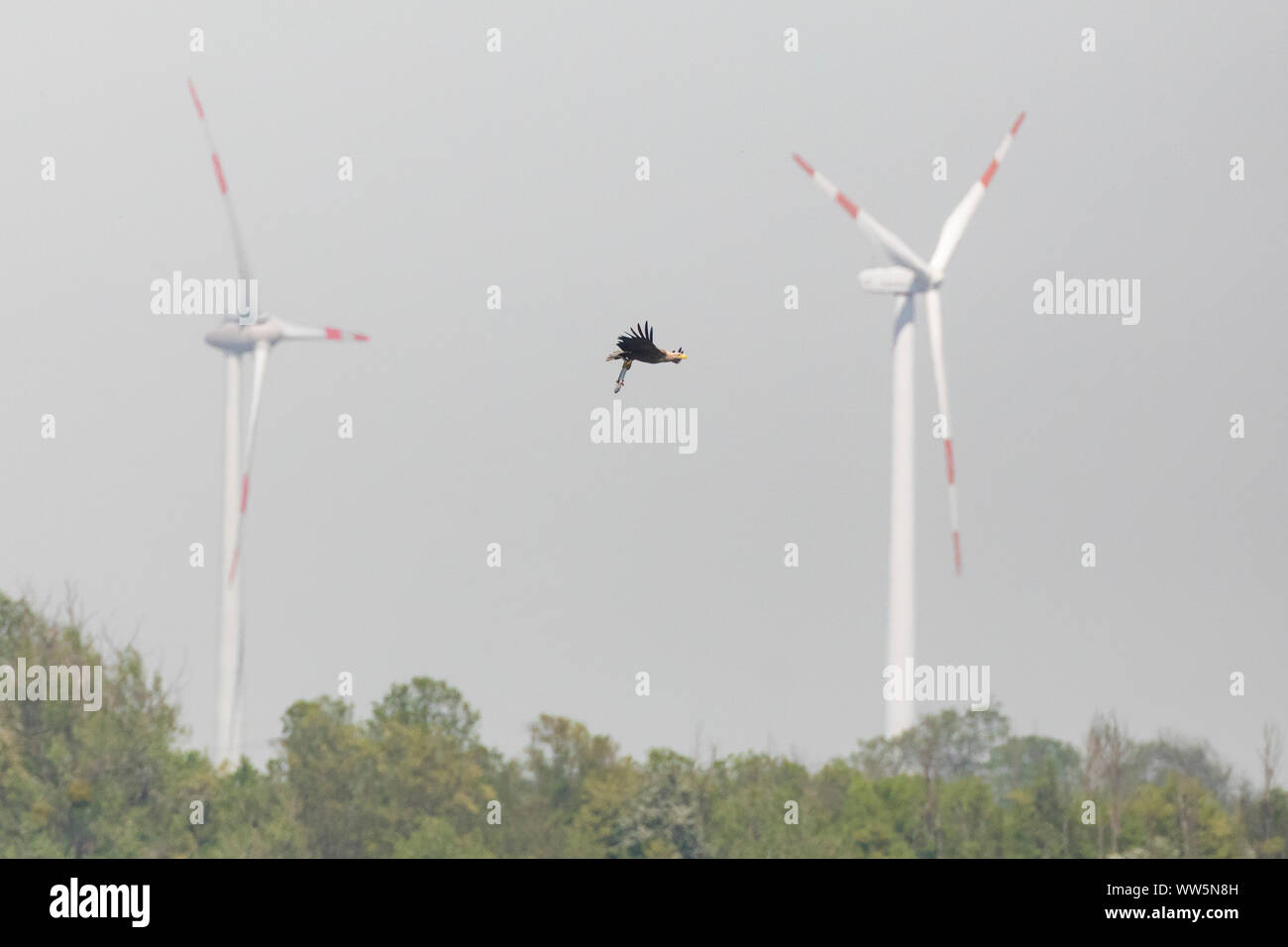 White-tailed eagle, Haliaeetus albicilla, flying, between wind turbines ...