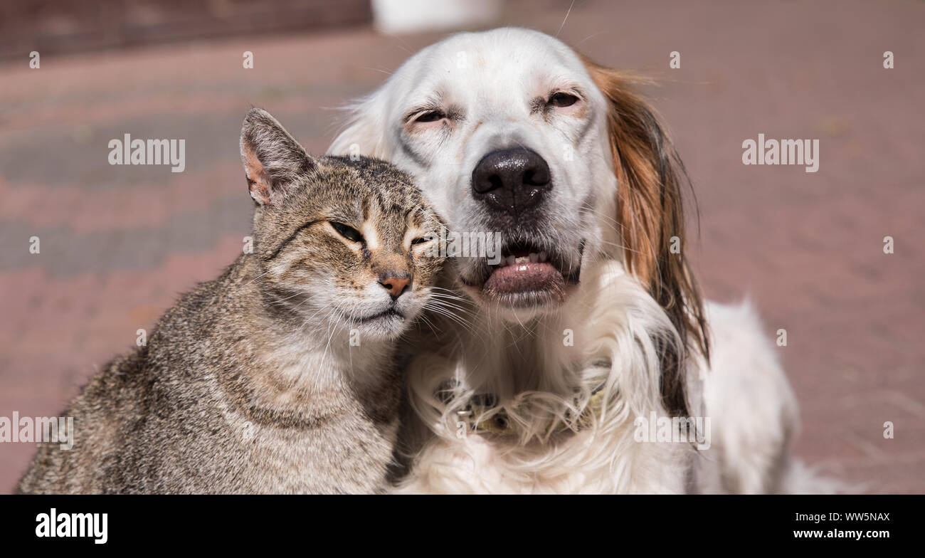 dog and cat playing together Stock Photo - Alamy