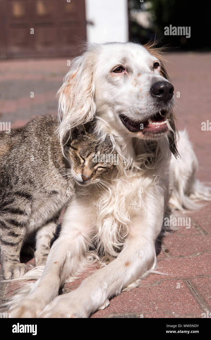 dog and cat playing together Stock Photo - Alamy