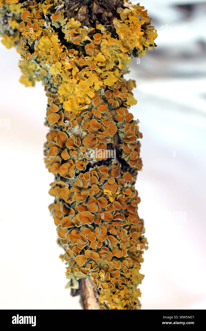 The macro close-up of lichens on a branch Stock Photo - Alamy