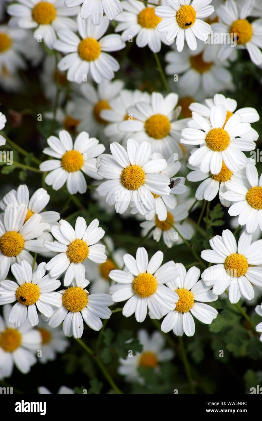 The top view on a flowerbed with common daisies Stock Photo - Alamy
