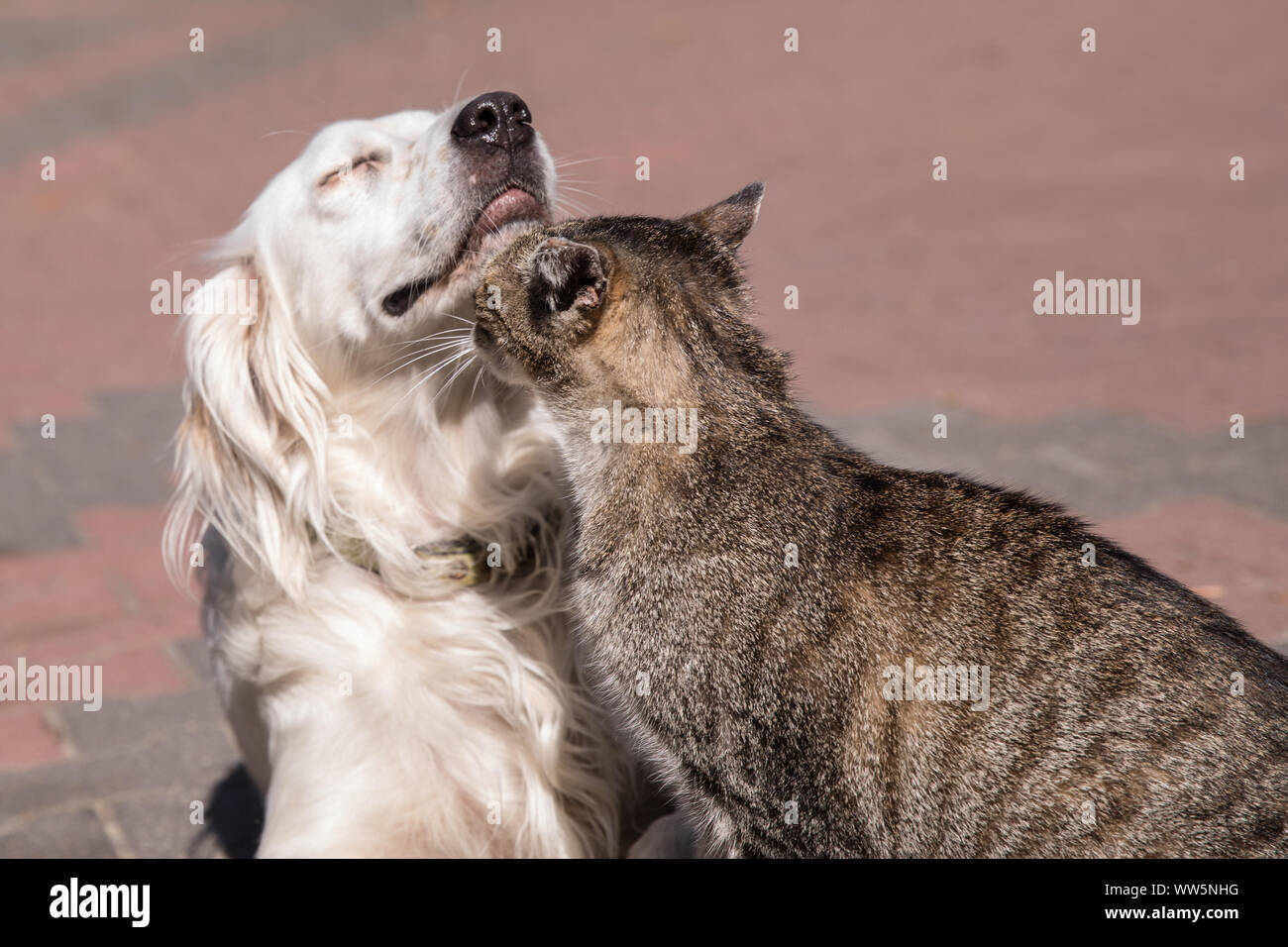 dog and cat playing together Stock Photo - Alamy