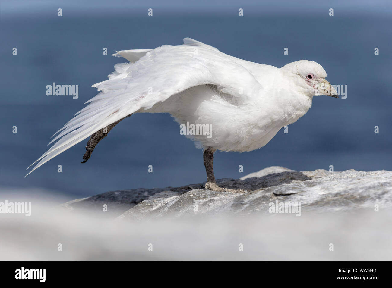 American sheathbill hi-res stock photography and images - Alamy