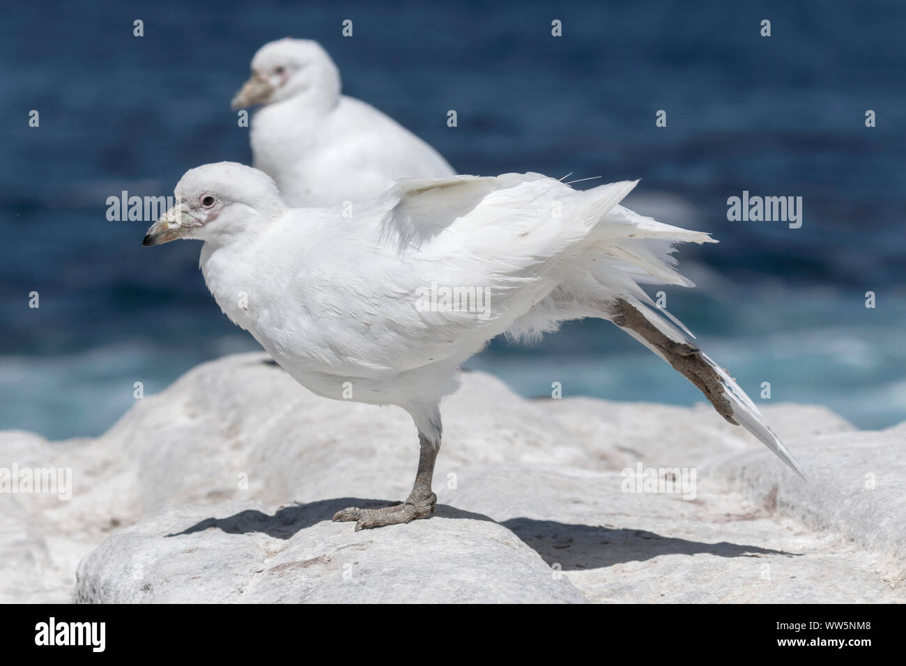 American sheathbill hi-res stock photography and images - Alamy