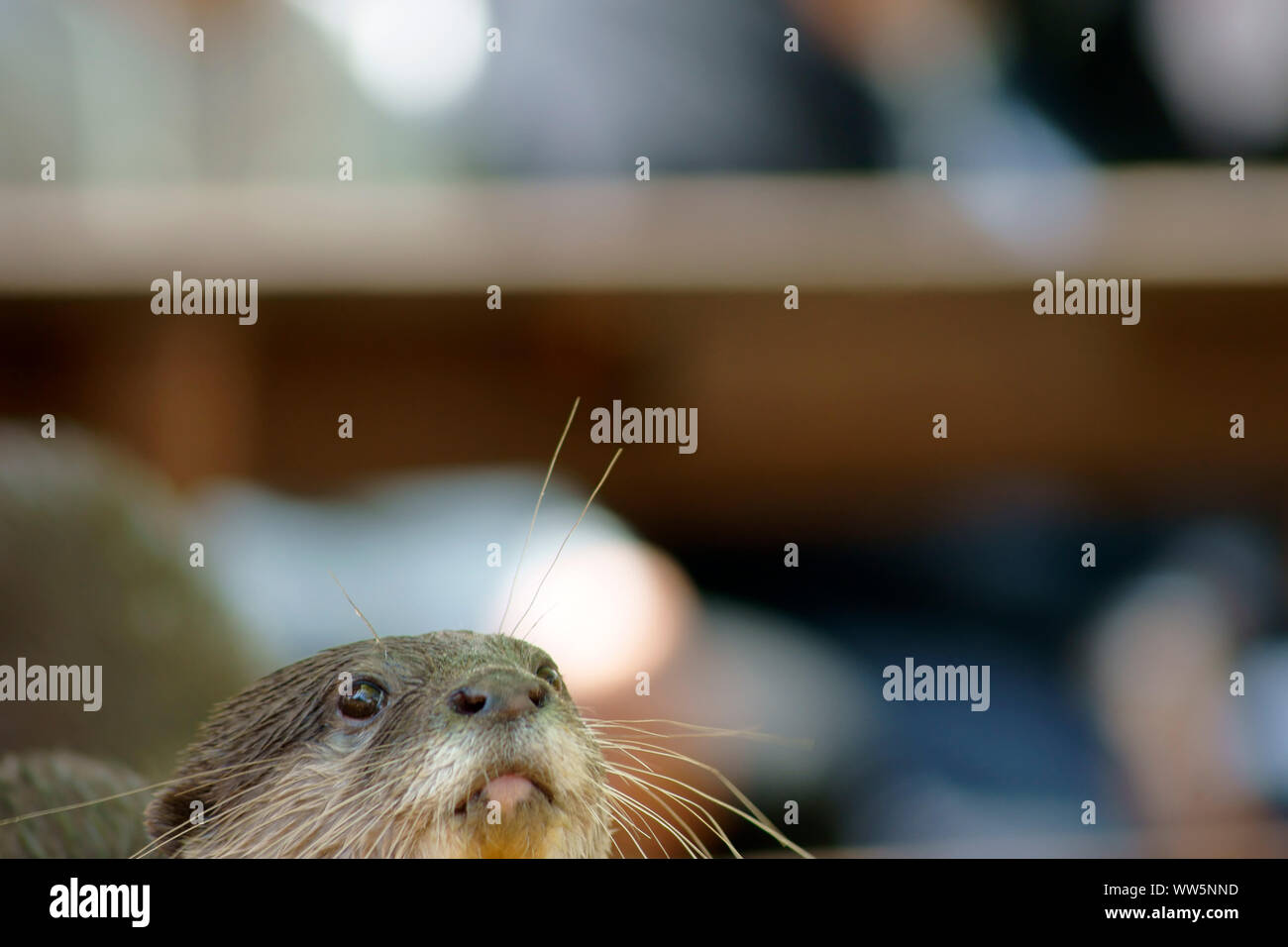 Photography of an otter looking curious over a wall Stock Photo - Alamy