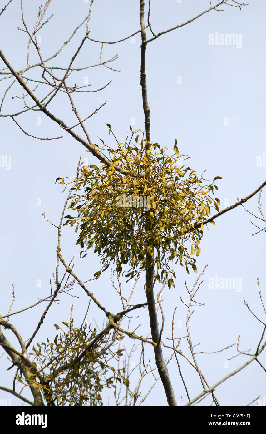 Photography of a mistletoe in a tree top Stock Photo - Alamy