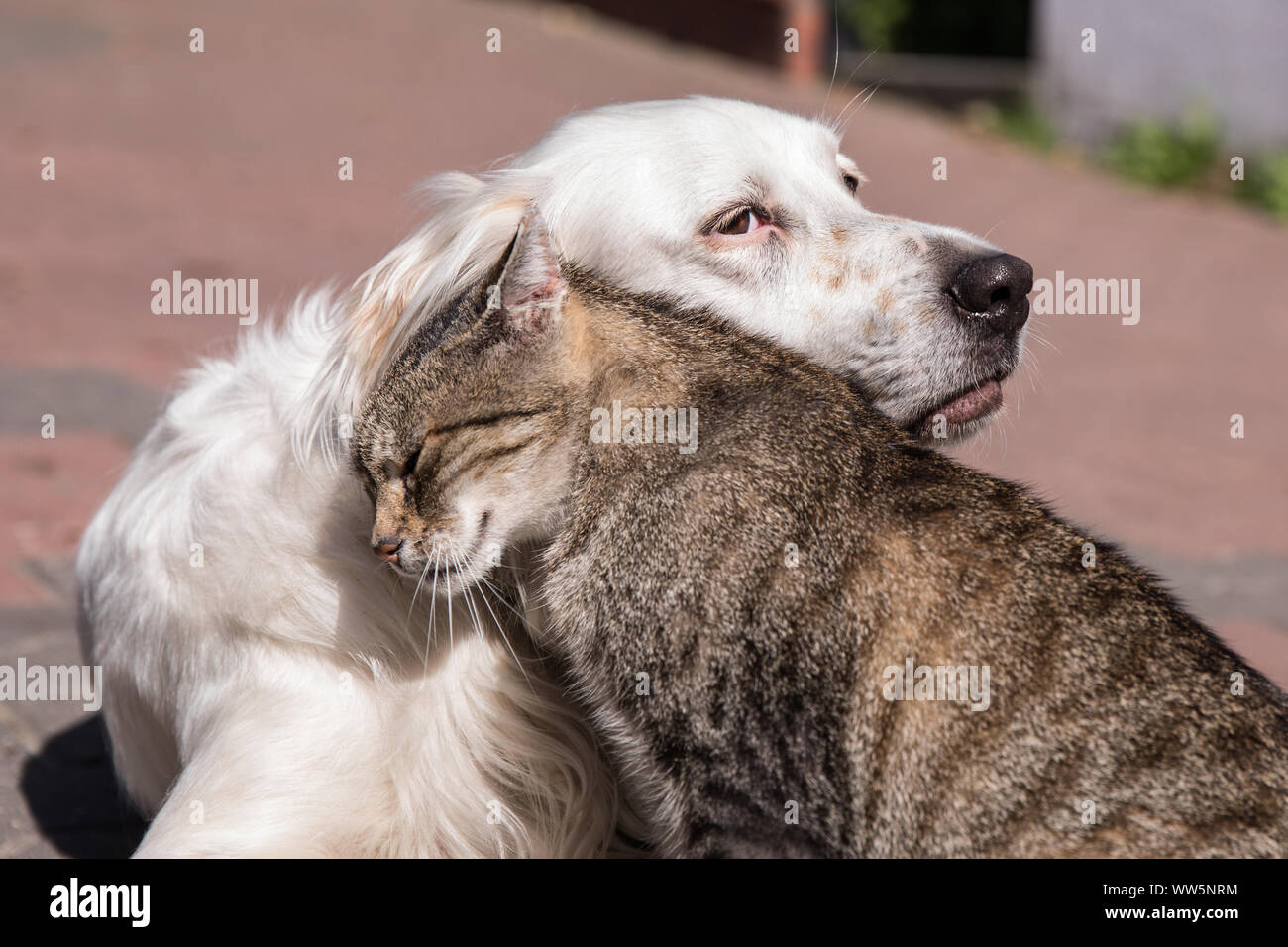 dog and cat playing together Stock Photo - Alamy