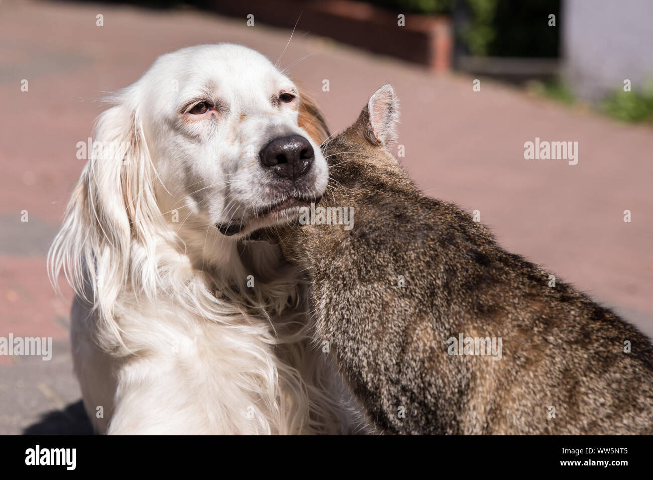 dog and cat playing together Stock Photo - Alamy