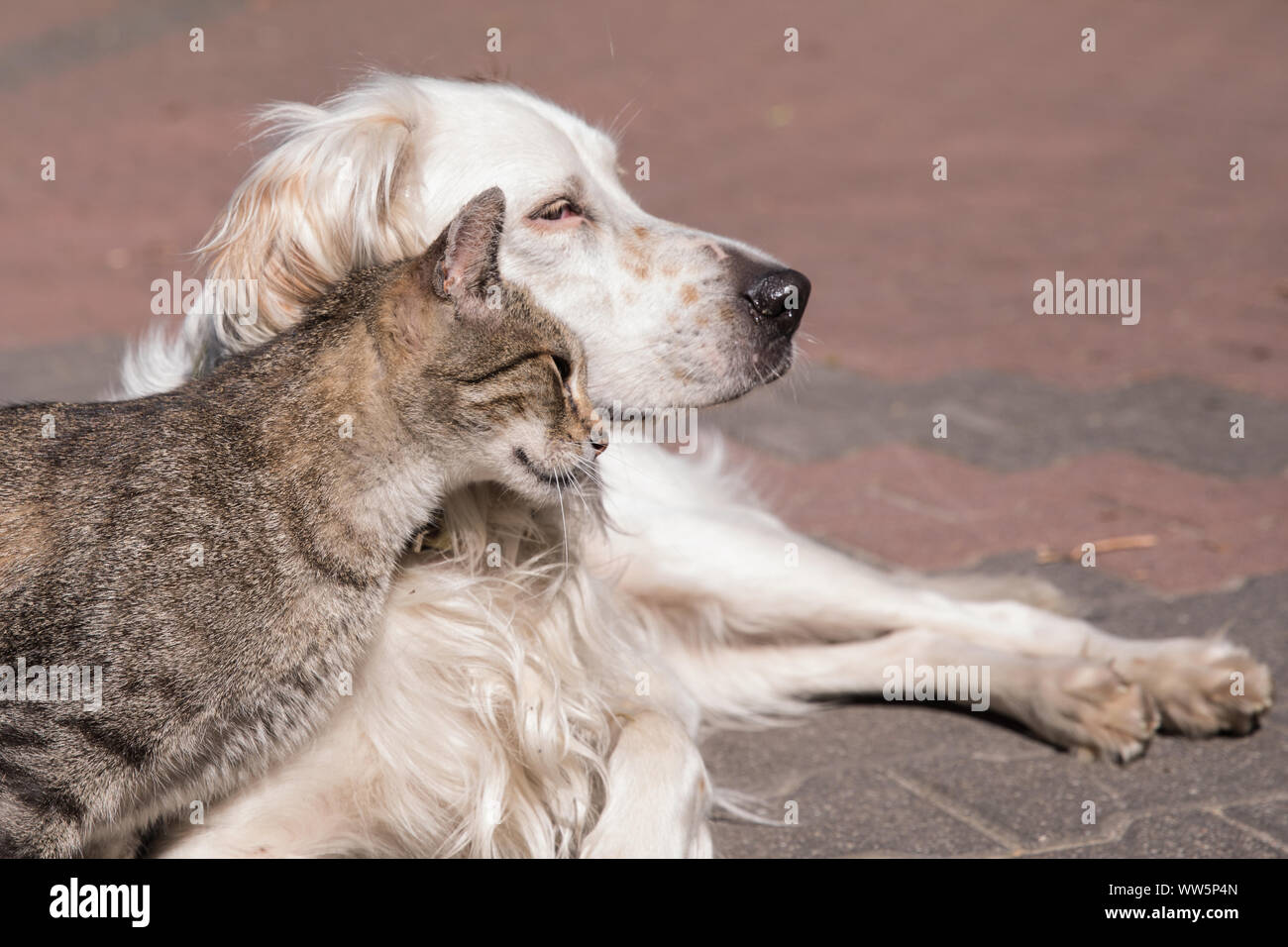 Cat dog playing home hi-res stock photography and images - Alamy