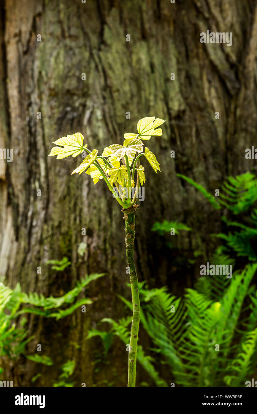 Red Maple Sapling High Resolution Stock Photography and Images - Alamy