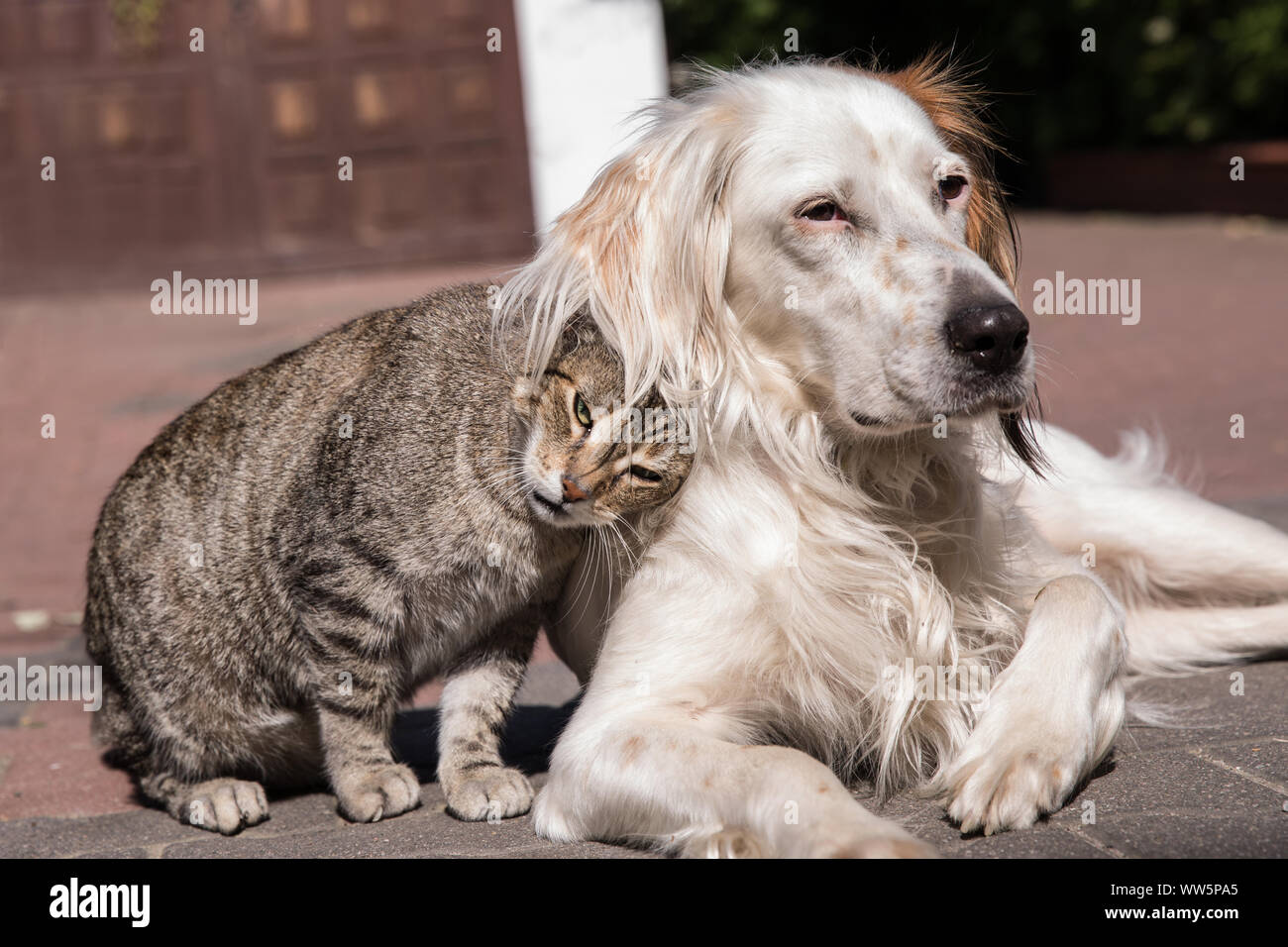 dog and cat playing together Stock Photo - Alamy