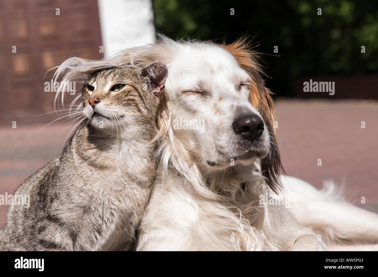 dog and cat playing together Stock Photo - Alamy