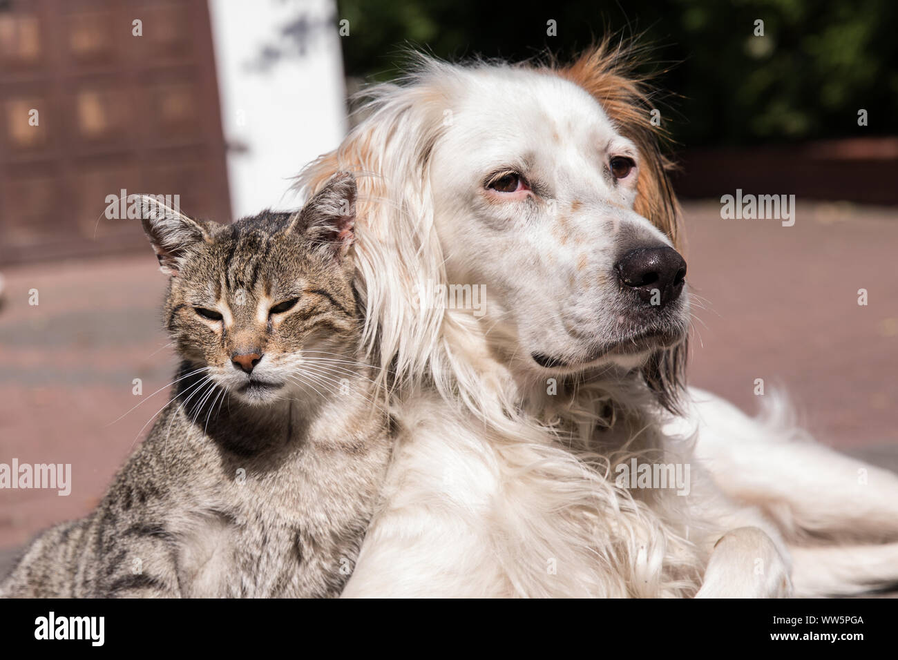 Cat dog playing home hi-res stock photography and images - Alamy