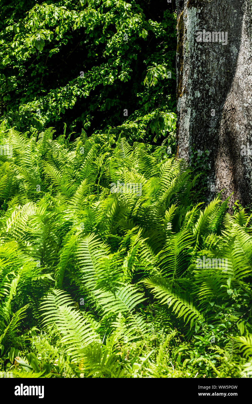 Fern forest hi-res stock photography and images - Alamy