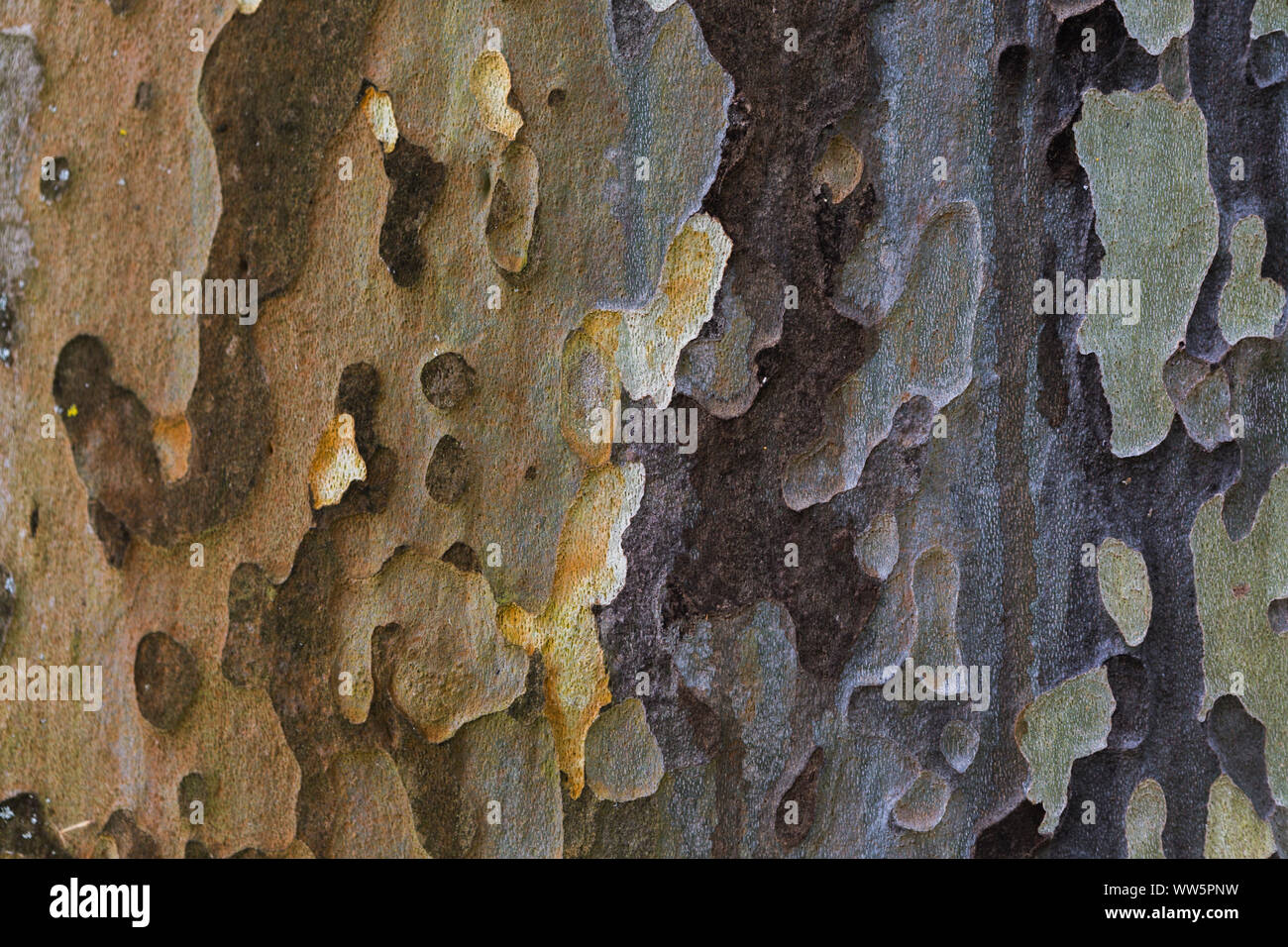 Plane tree bark Stock Photo - Alamy