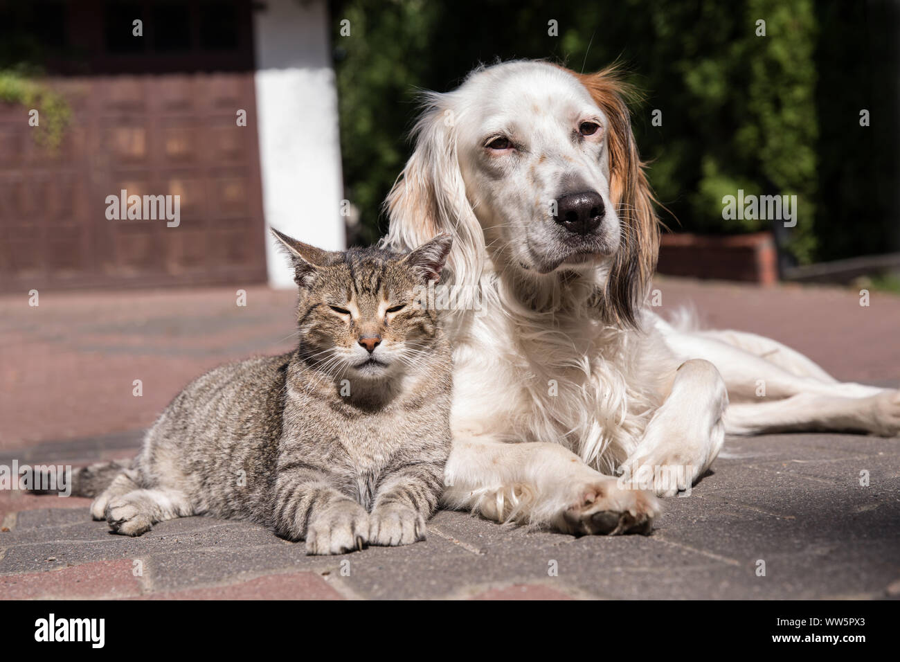 dog and cat playing together Stock Photo - Alamy