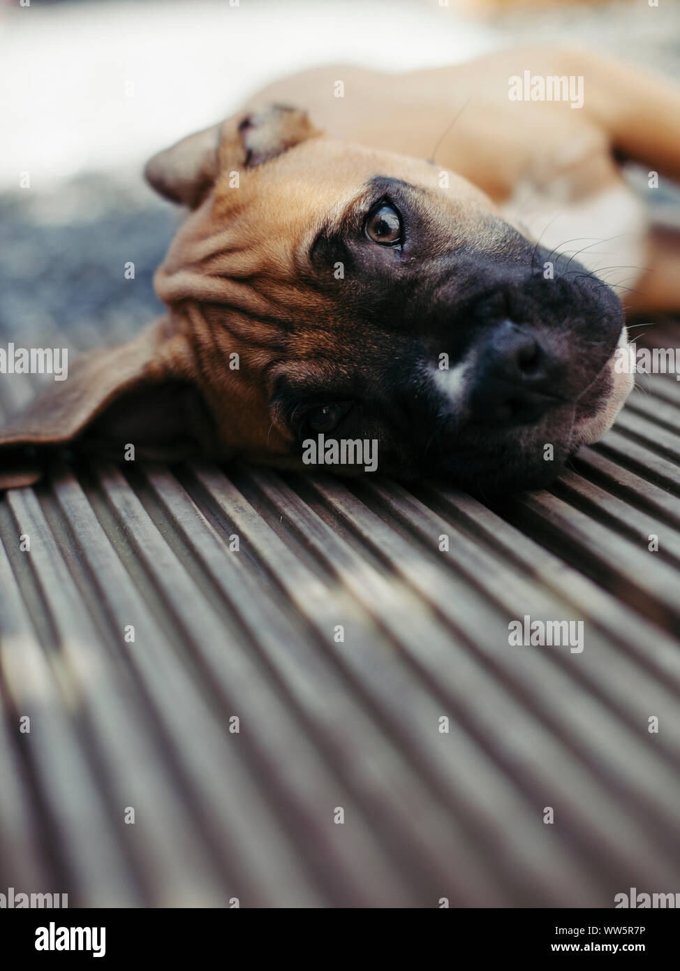 Affectionate boxer dog hi-res stock photography and images - Alamy