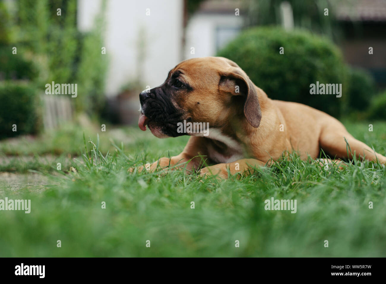 Photo of animals in the garden hi-res stock photography and images - Alamy