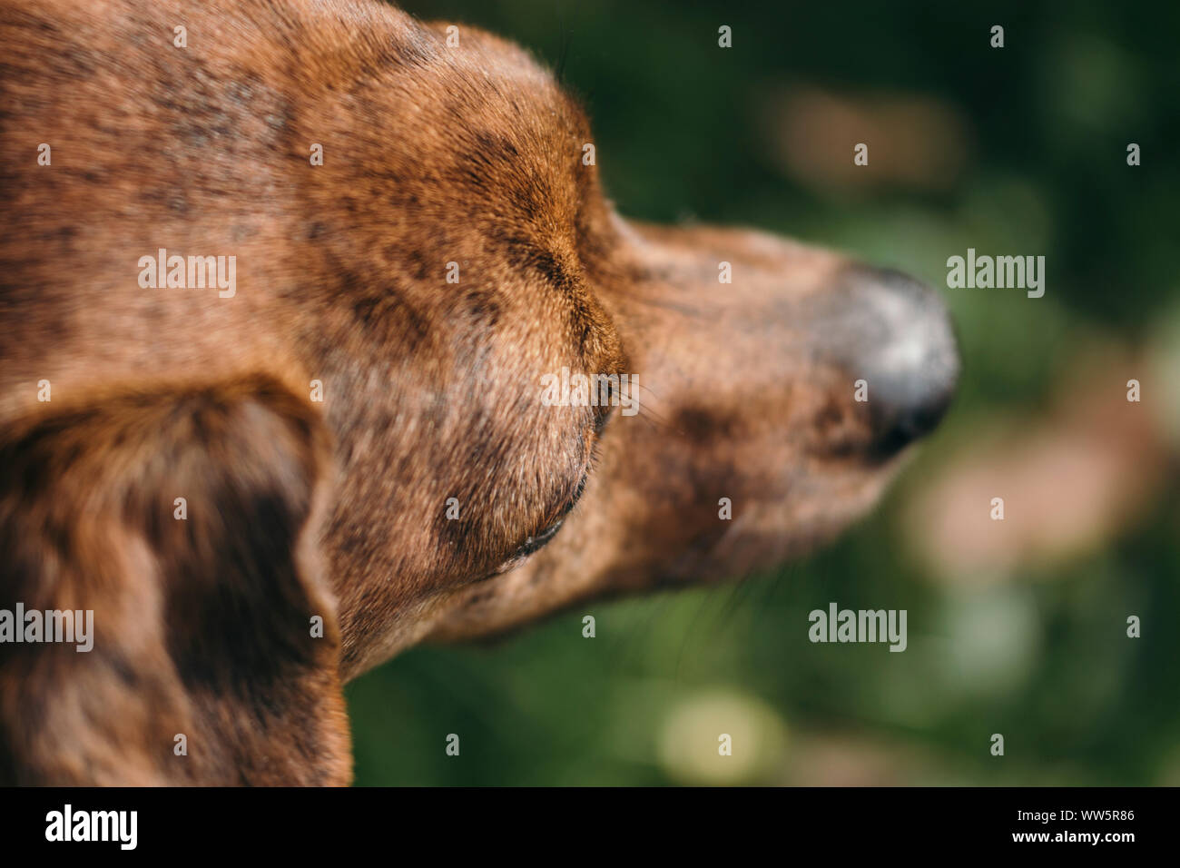 Dachshund going walkies Stock Photo - Alamy