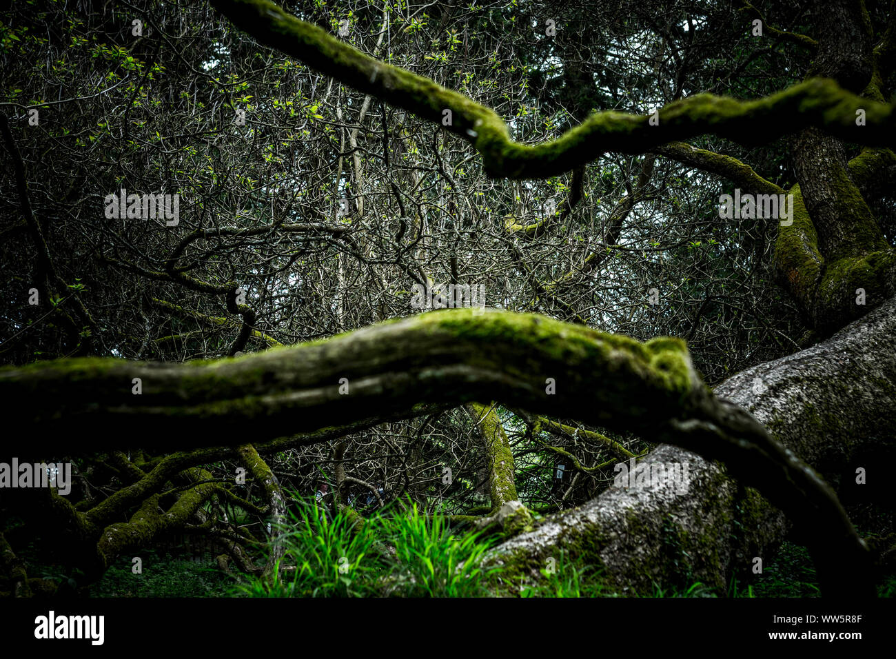 Primeval forest tree hi-res stock photography and images - Alamy