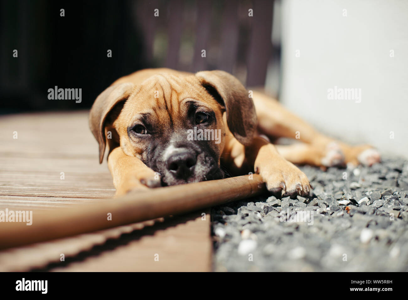 Young boxer hi-res stock photography and images - Alamy