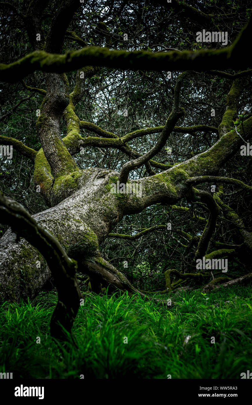 Primeval forest tree hi-res stock photography and images - Alamy