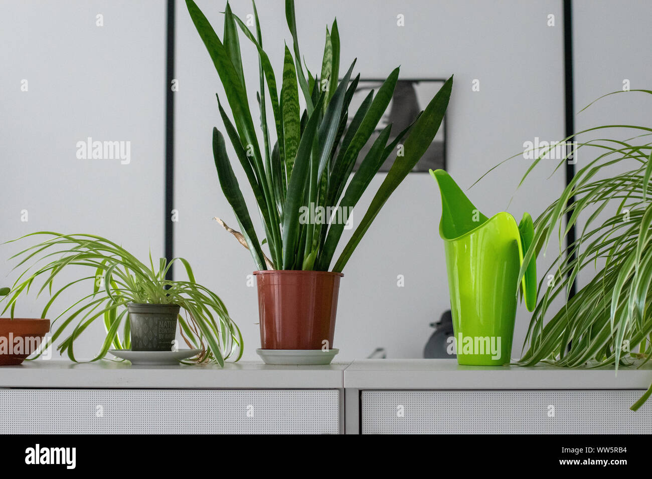 Office plants hi-res stock photography and images - Alamy