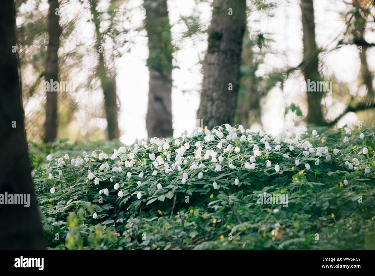 Wood anemone in the forest Stock Photo - Alamy