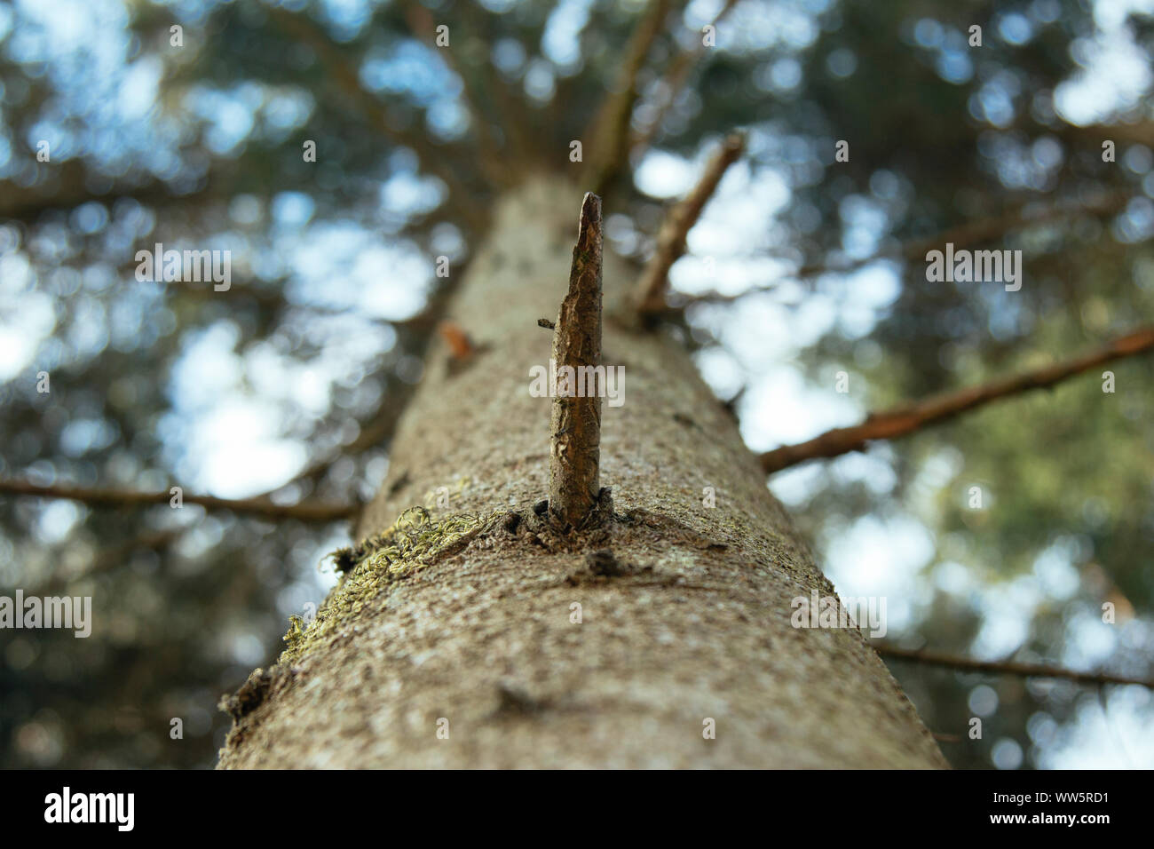 Broken branch hi-res stock photography and images - Alamy