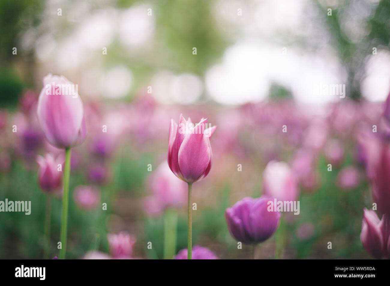 Tulips in spring hi-res stock photography and images - Alamy