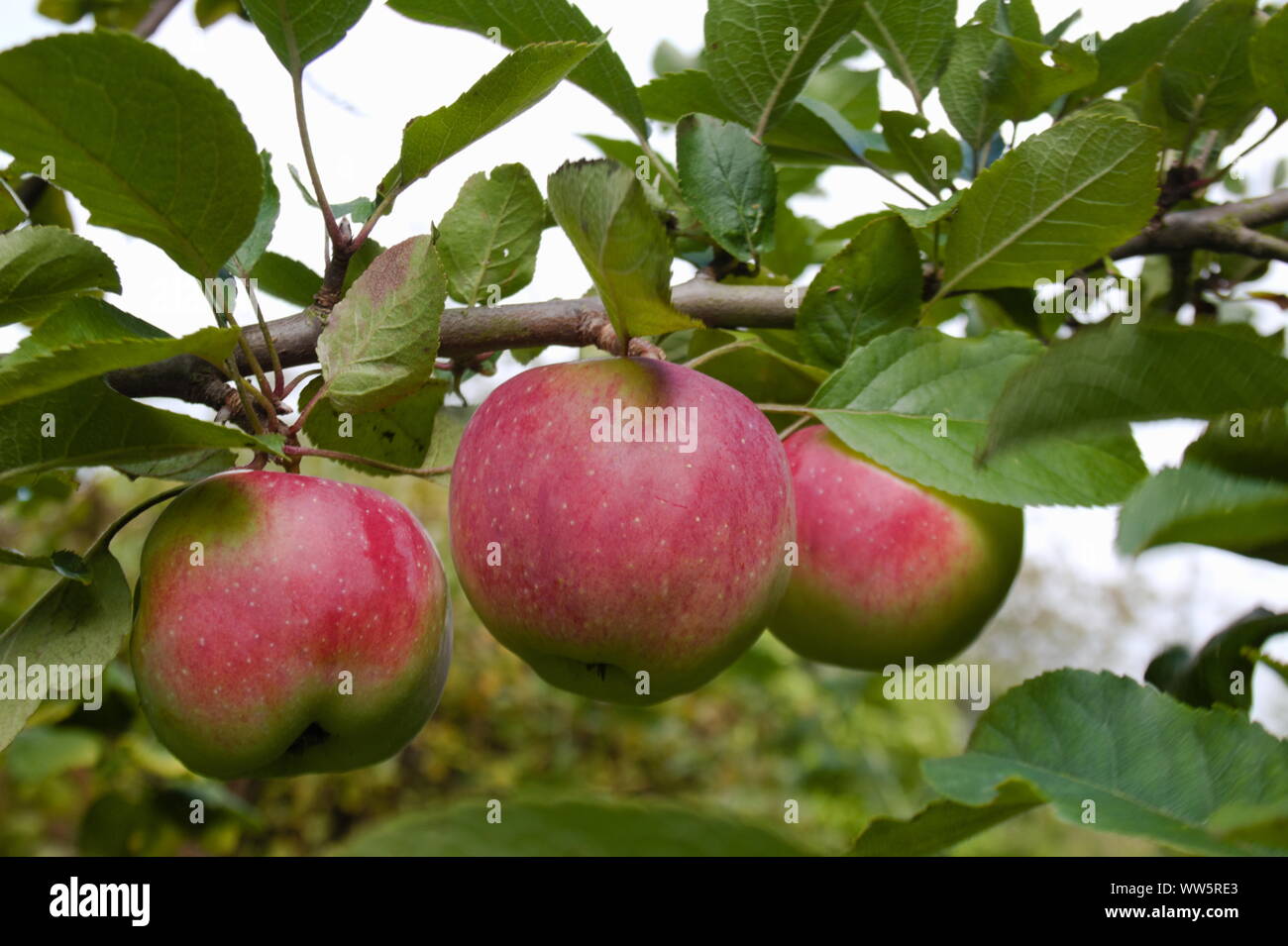 Red and green apples on a tree with leaves Stock Photo - Alamy