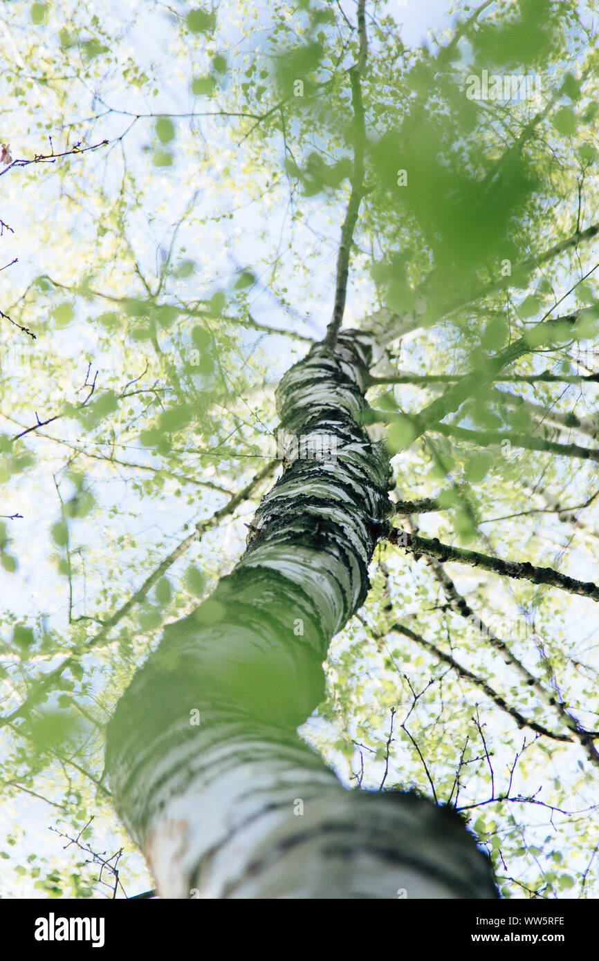 Fresh birch tree flowers hi-res stock photography and images - Alamy