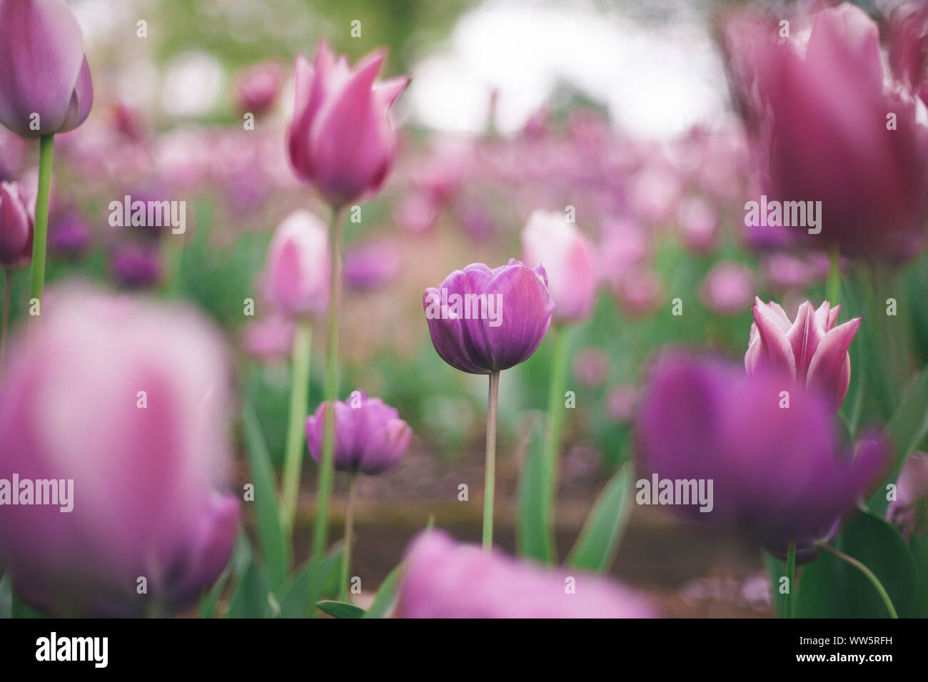Tulips in spring in Dusseldorf Stock Photo - Alamy