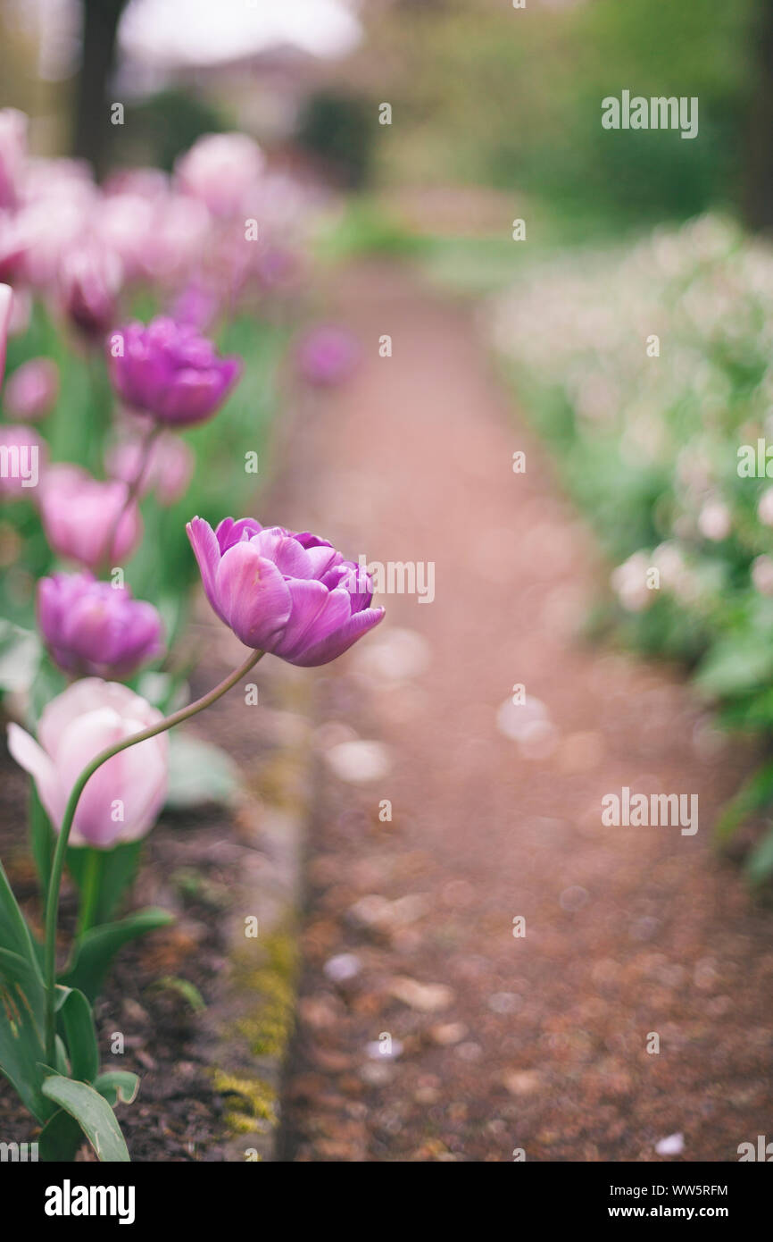 Dusseldorf spring hi-res stock photography and images - Alamy