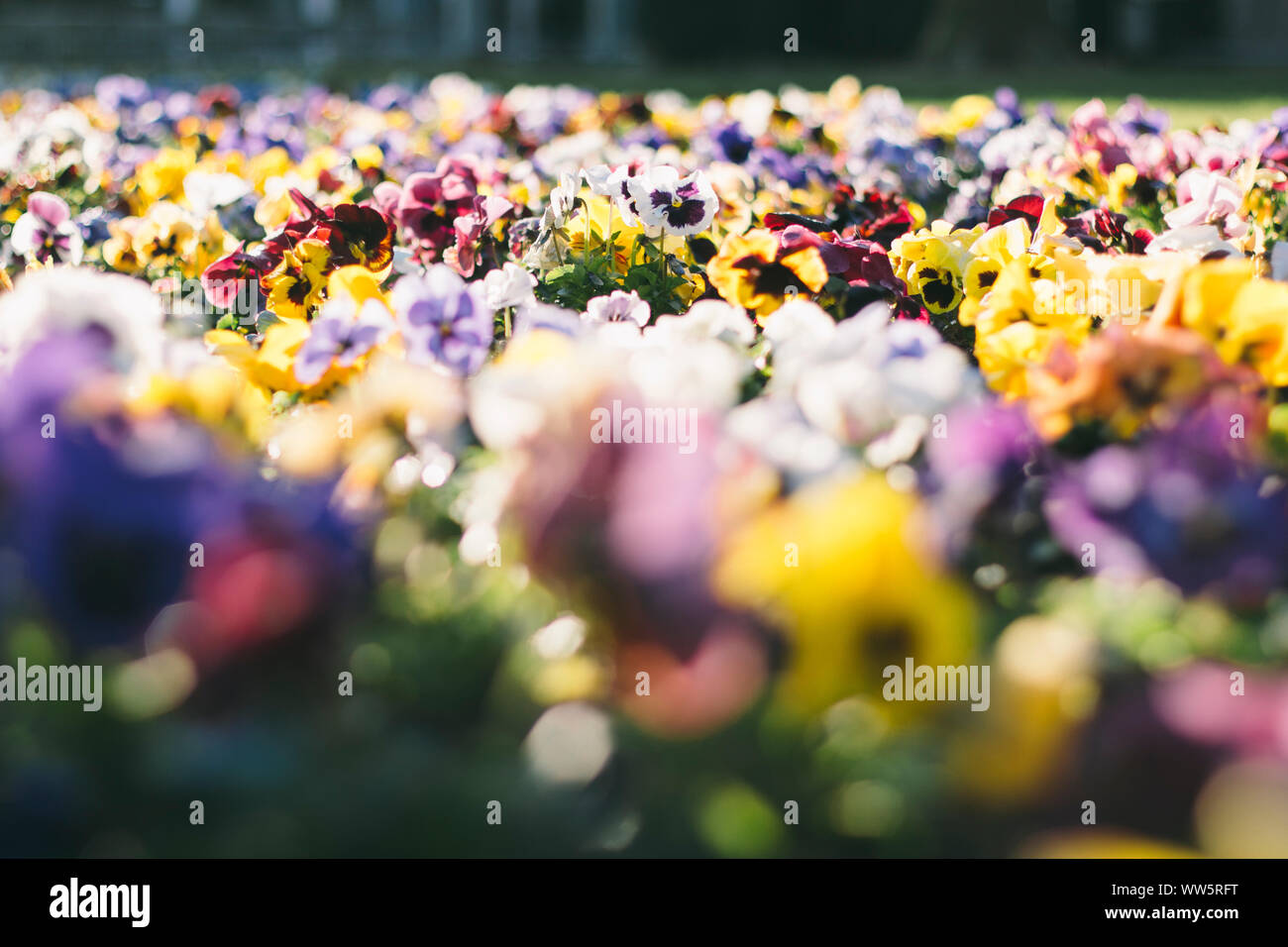 Sunlight patches hi-res stock photography and images - Alamy