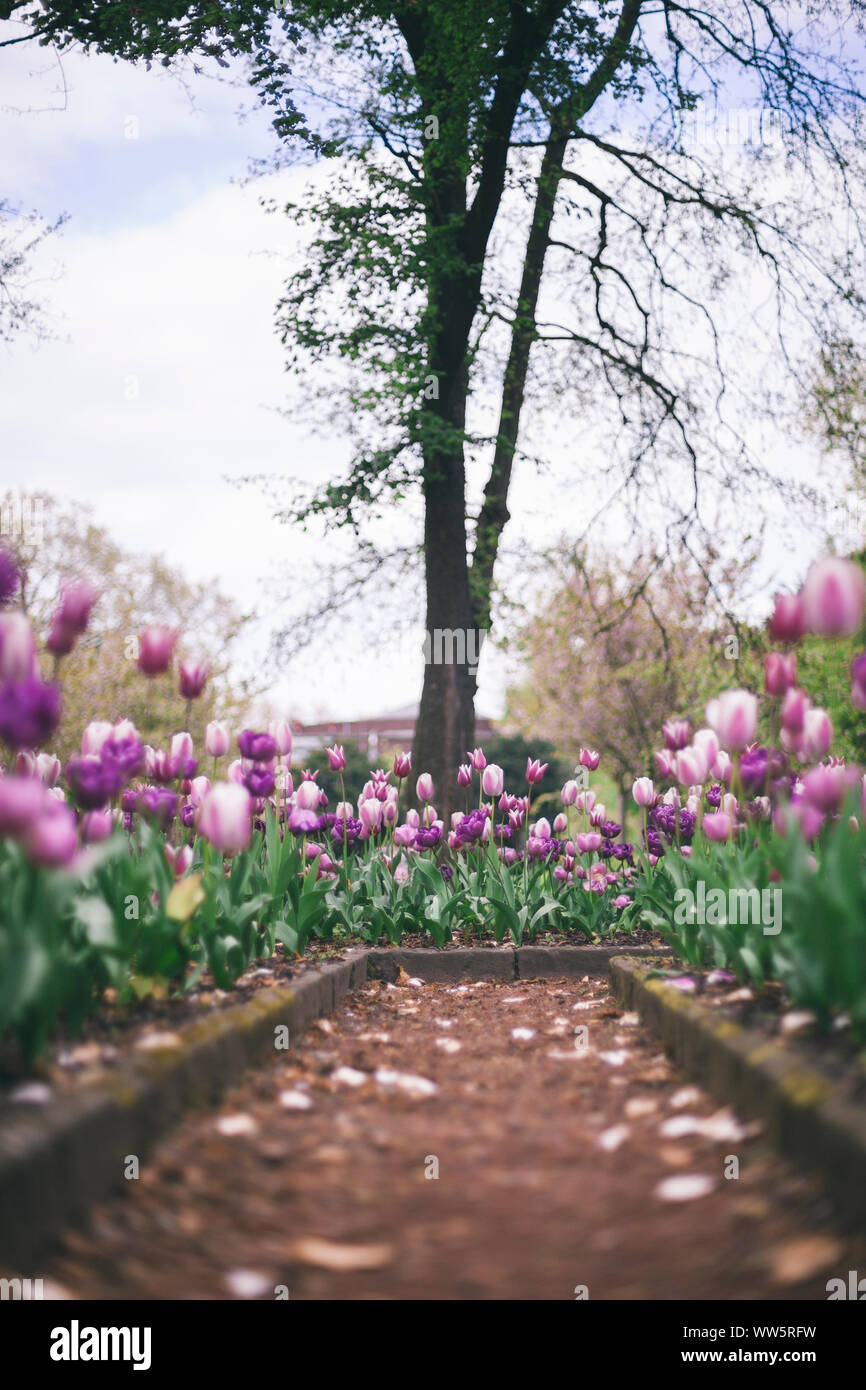 Dusseldorf spring hi-res stock photography and images - Alamy