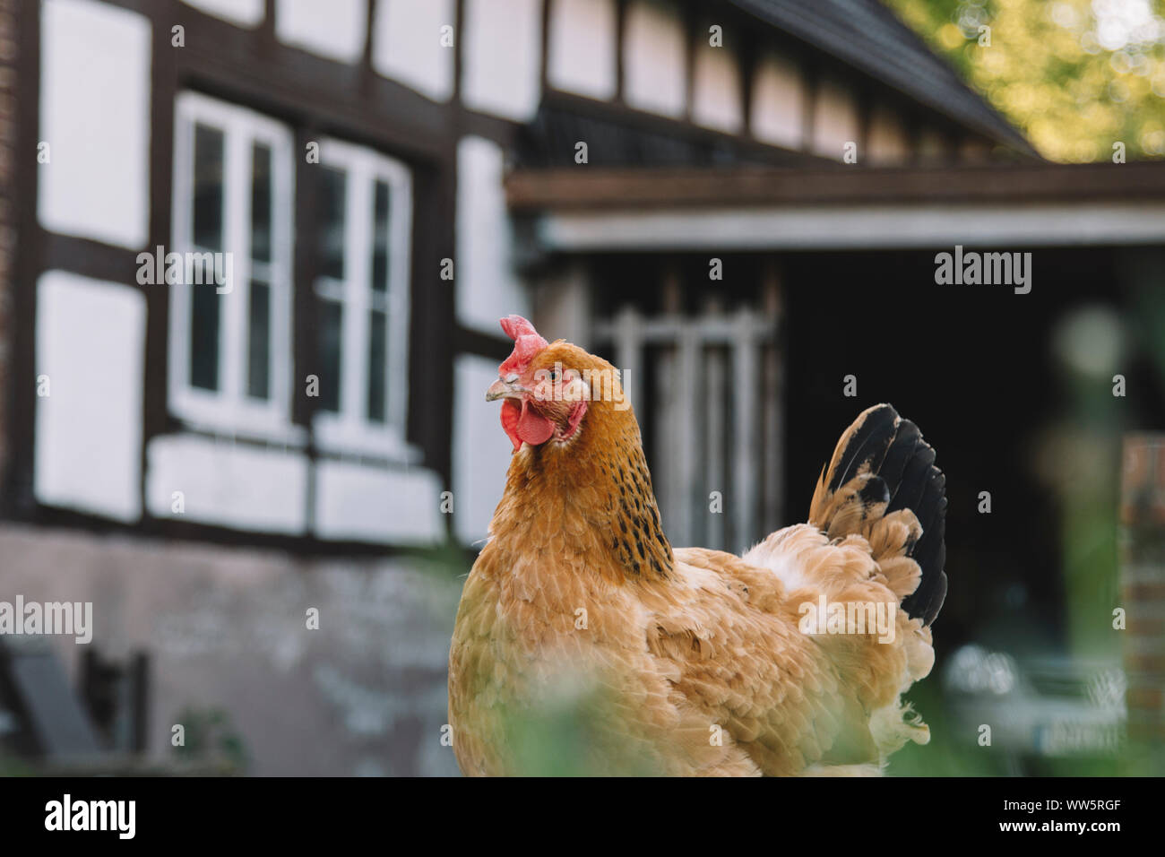 Long tailed chicken hi-res stock photography and images - Alamy